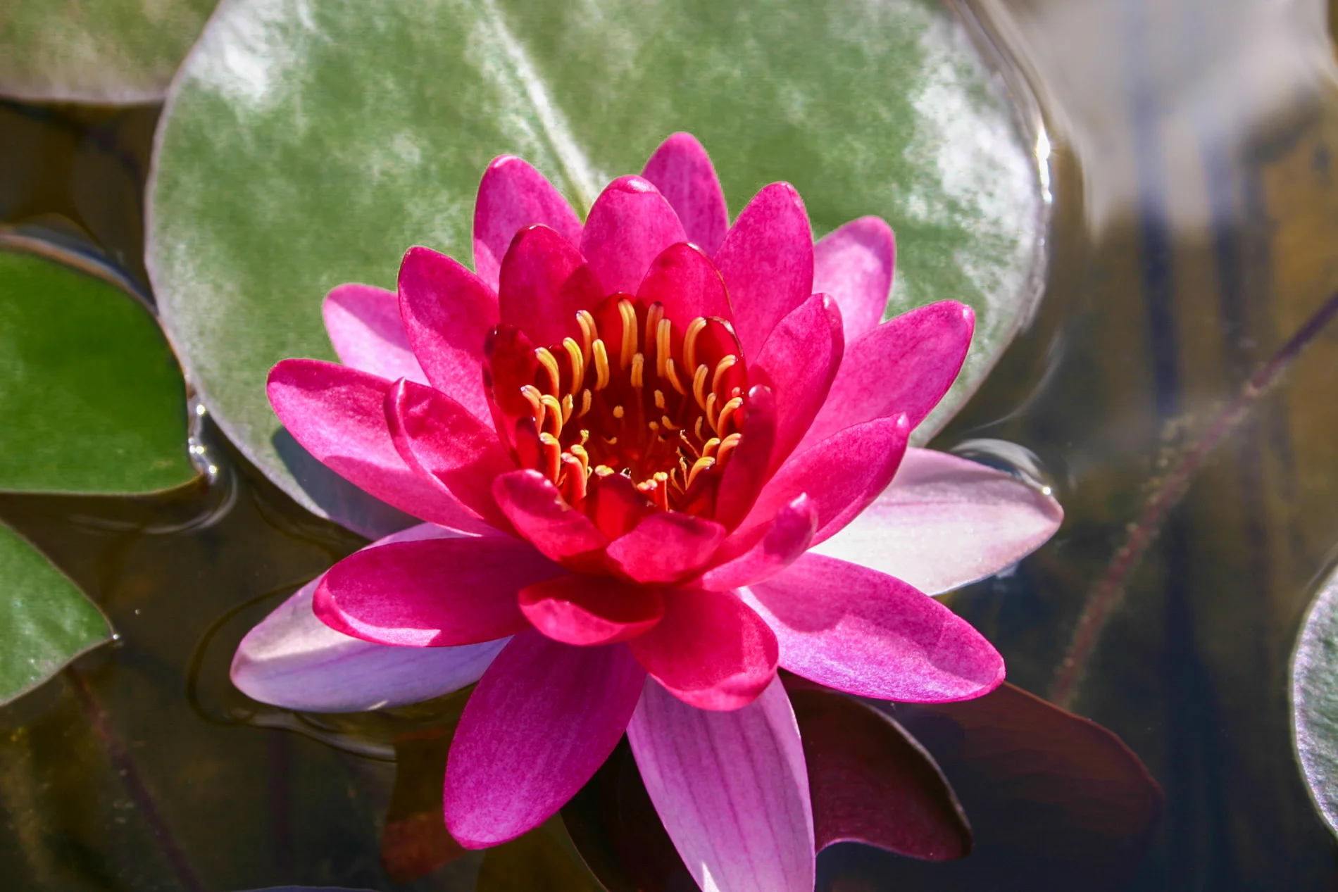 Nymphaea 'Perry's Baby Red' — Florida Aquatic Nurseries