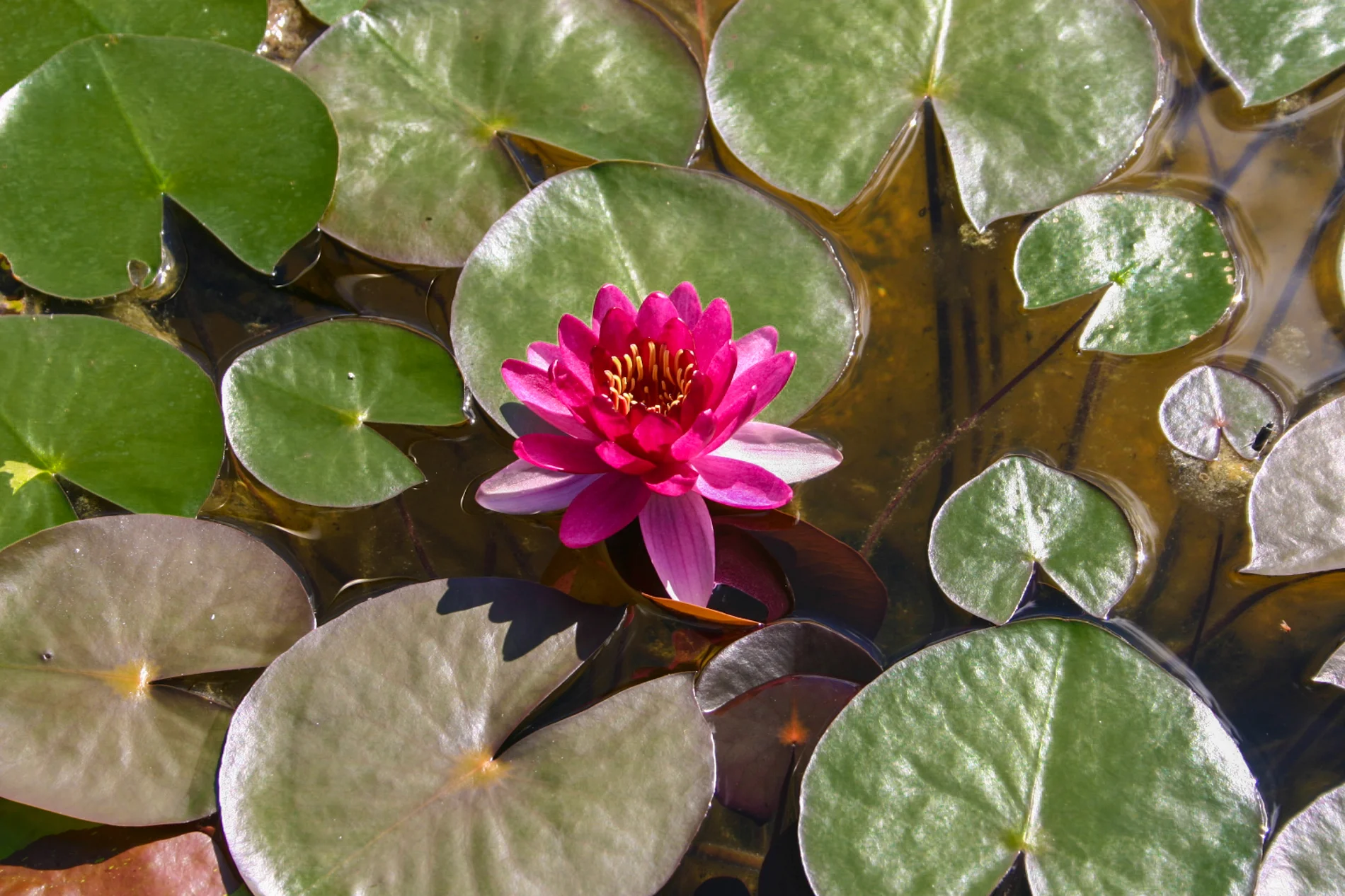 Nymphaea 'Perry's Baby Red' — Florida Aquatic Nurseries