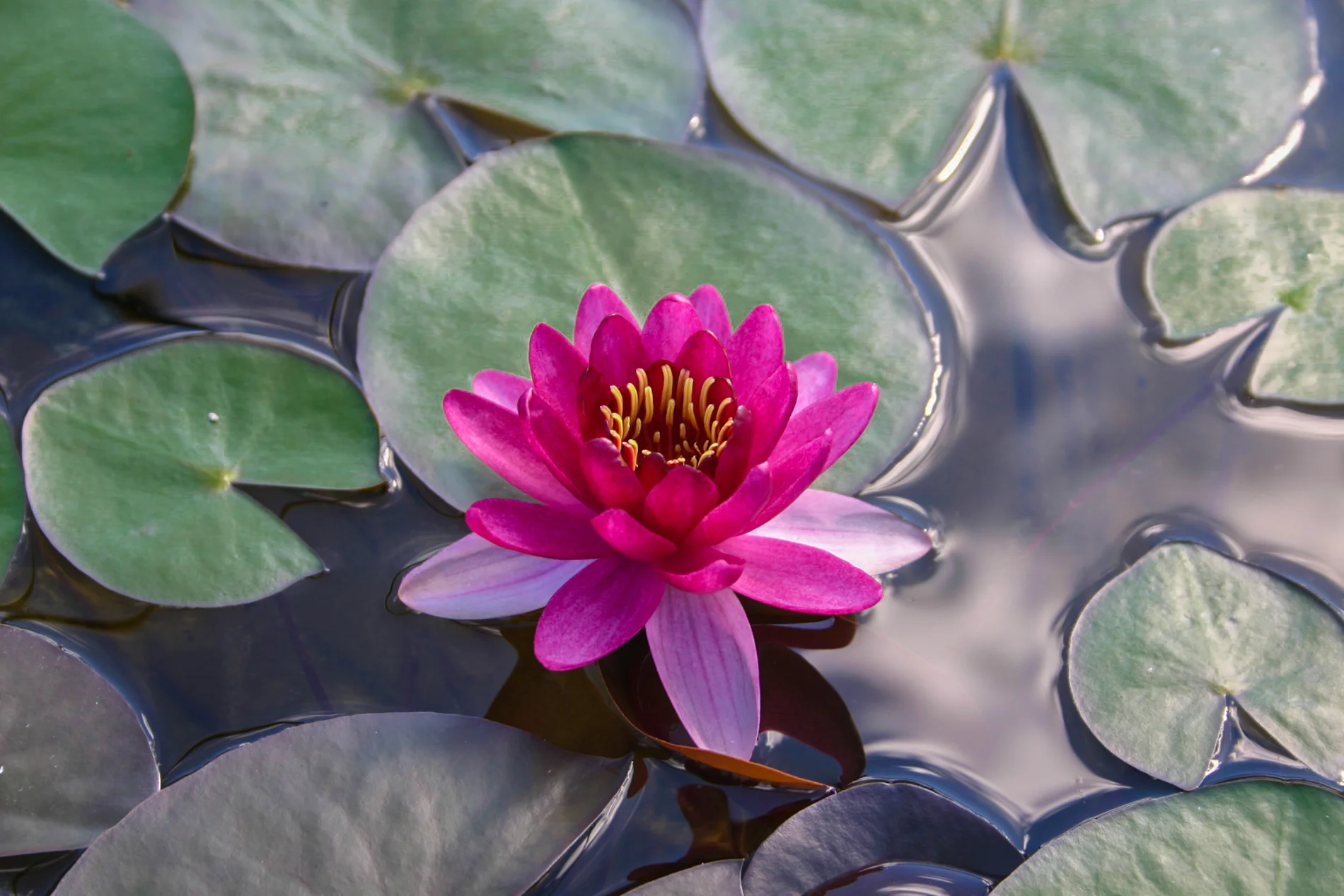 Nymphaea 'Perry's Baby Red' — Florida Aquatic Nurseries