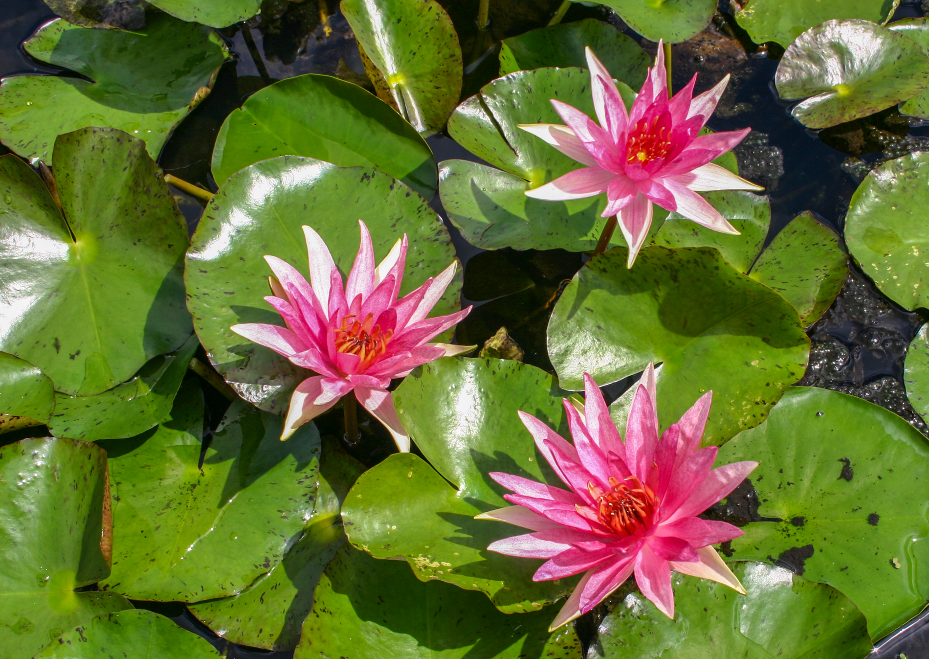 Nymphaea 'Red Spider' — Florida Aquatic Nurseries