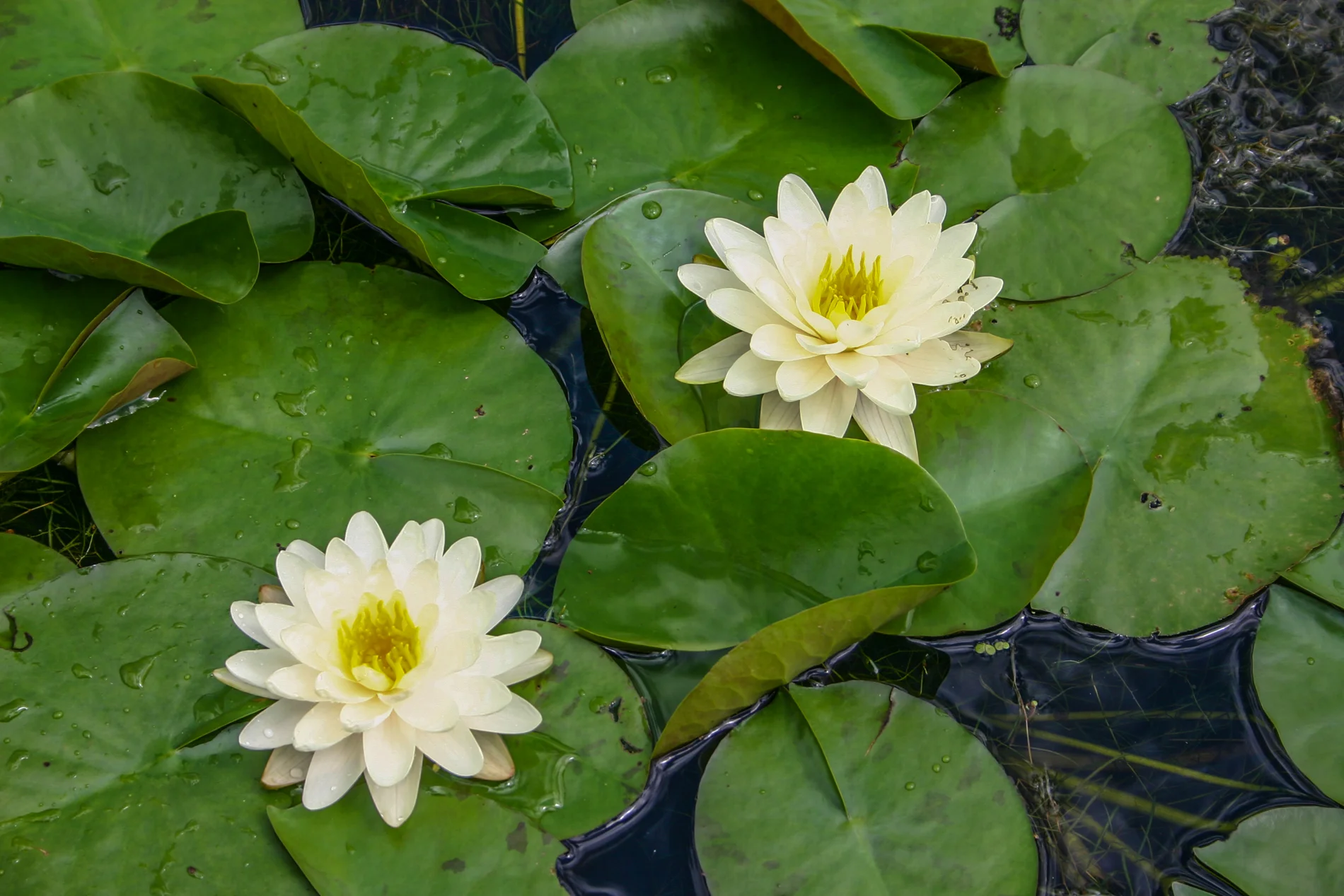Nymphaea 'Denver' — Florida Aquatic Nurseries