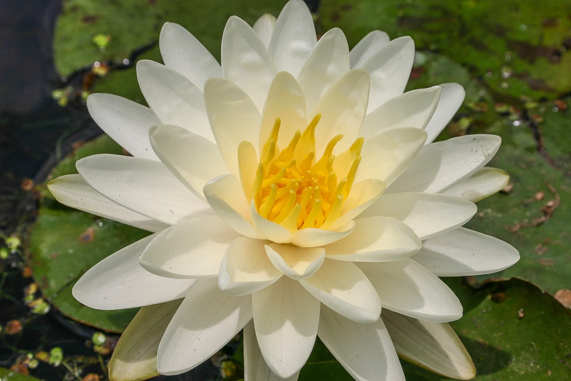 Nymphaea 'Denver' — Florida Aquatic Nurseries