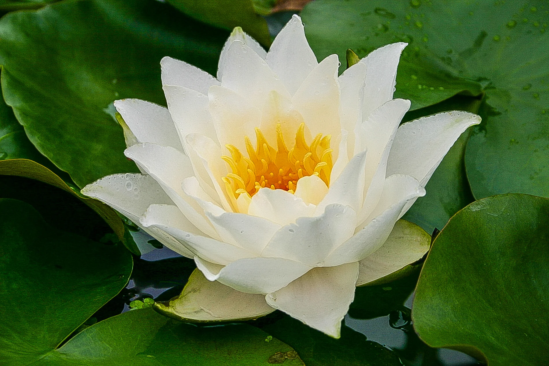 Nymphaea 'Laura Strawn' — Florida Aquatic Nurseries