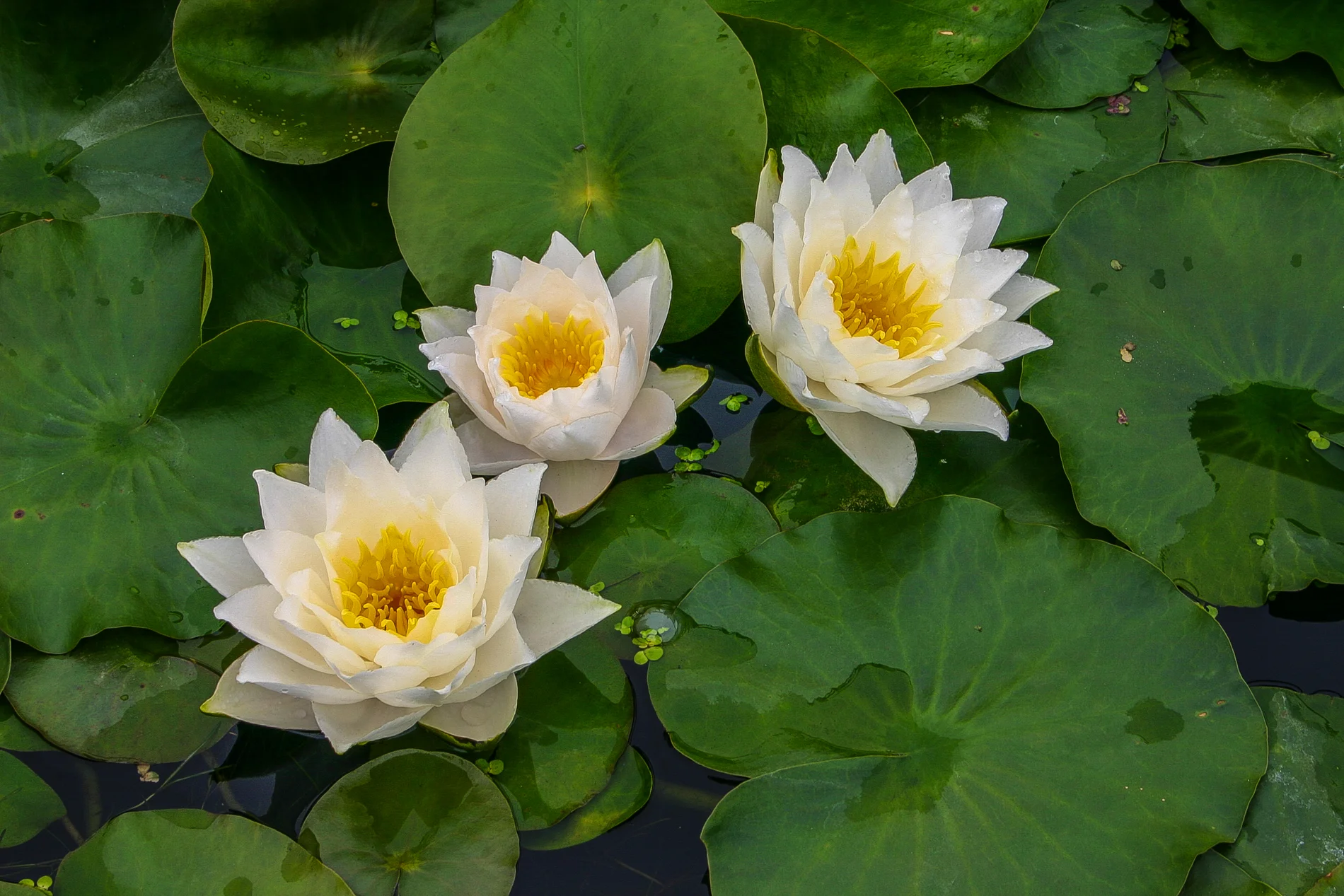 Nymphaea 'Laura Strawn' — Florida Aquatic Nurseries