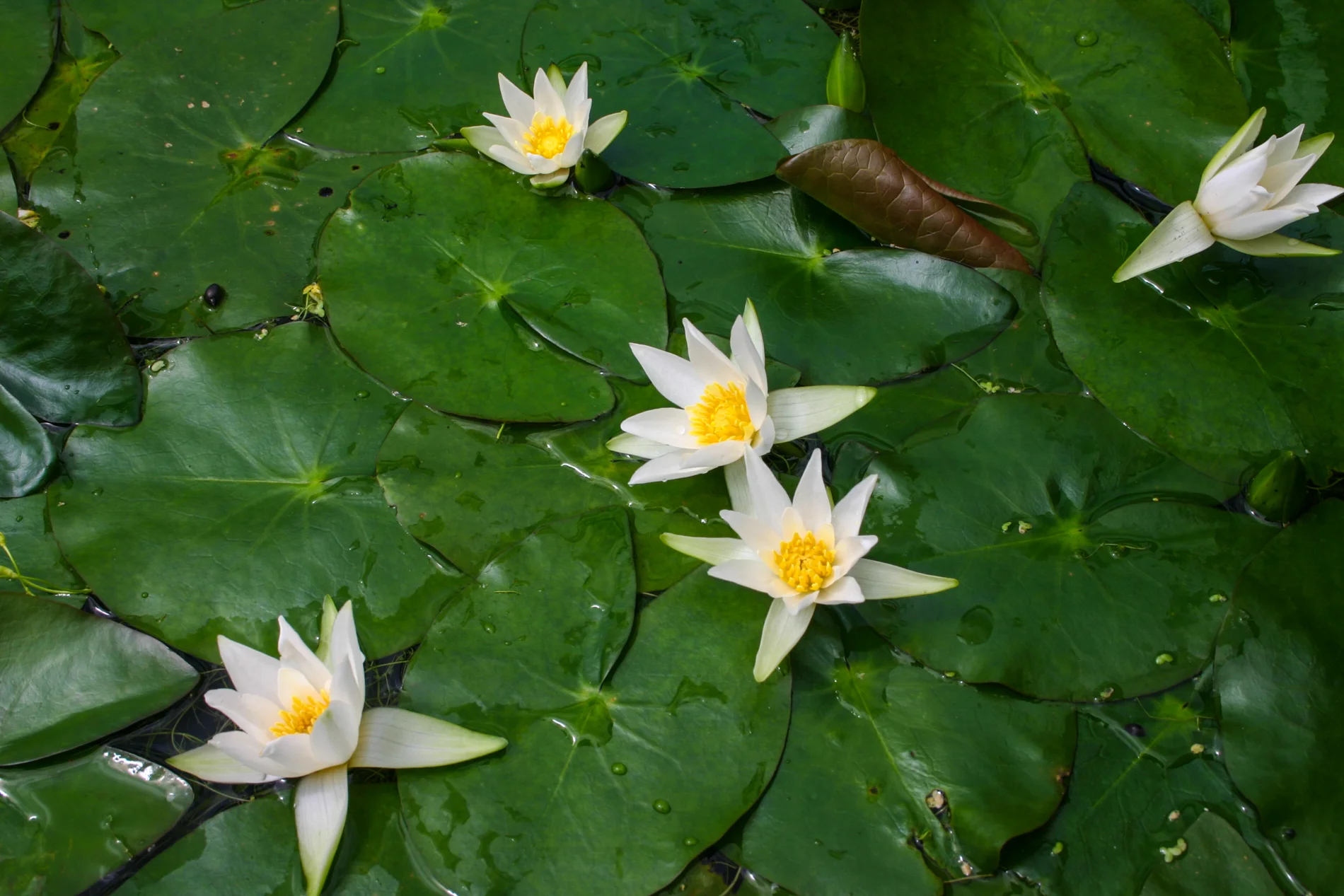 Nymphaea 'Tetragona' — Florida Aquatic Nurseries