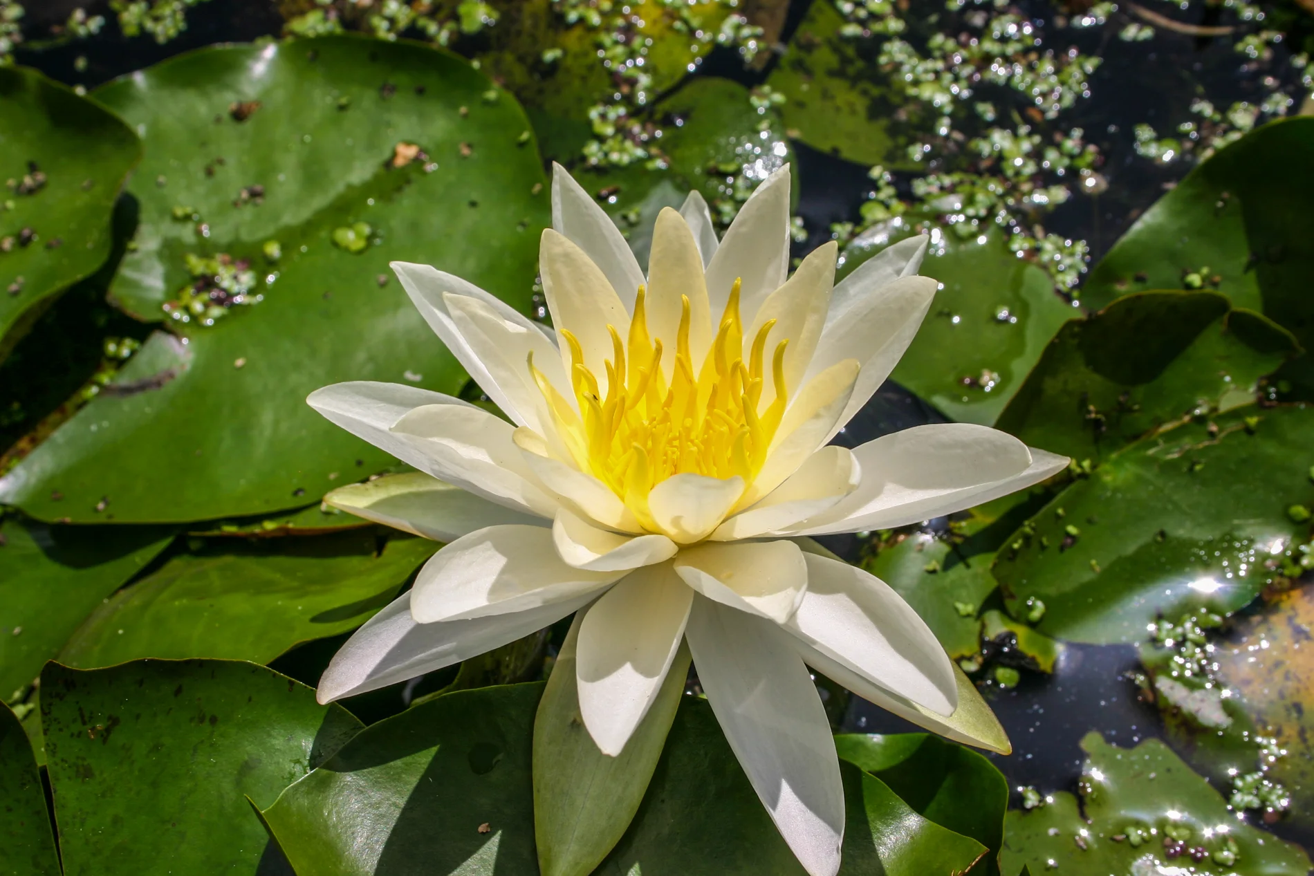 Nymphaea 'Virginia' — Florida Aquatic Nurseries