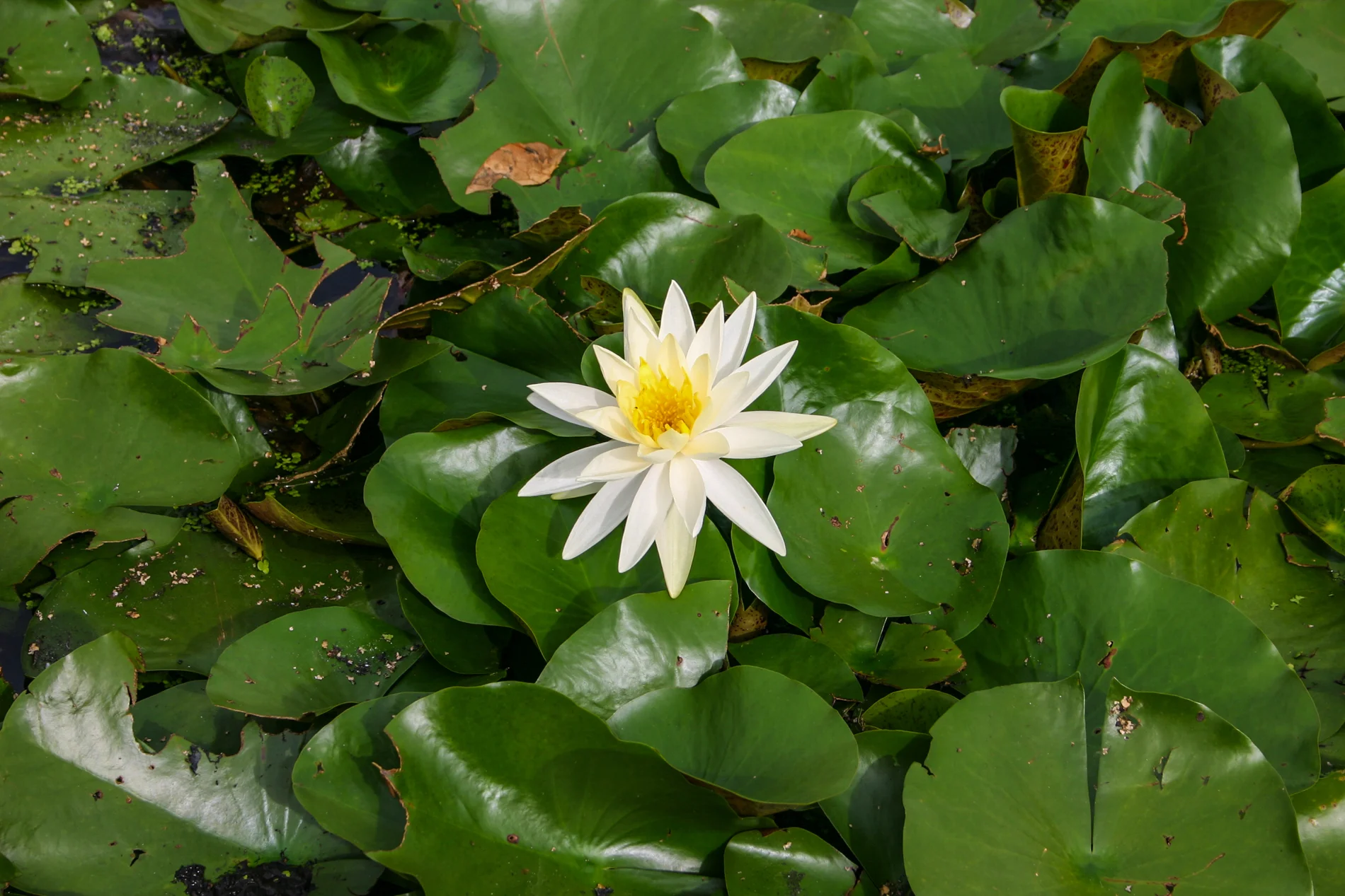 Nymphaea 'Virginia' — Florida Aquatic Nurseries