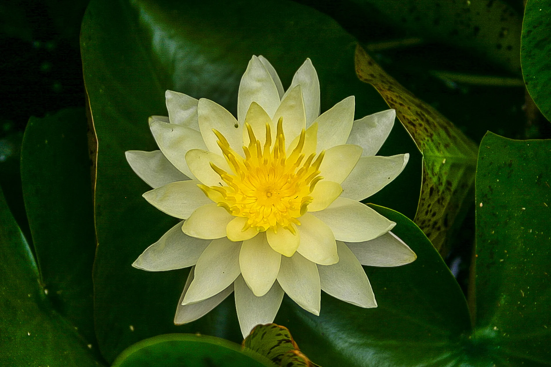 Nymphaea 'Charlene Strawn' — Florida Aquatic Nurseries