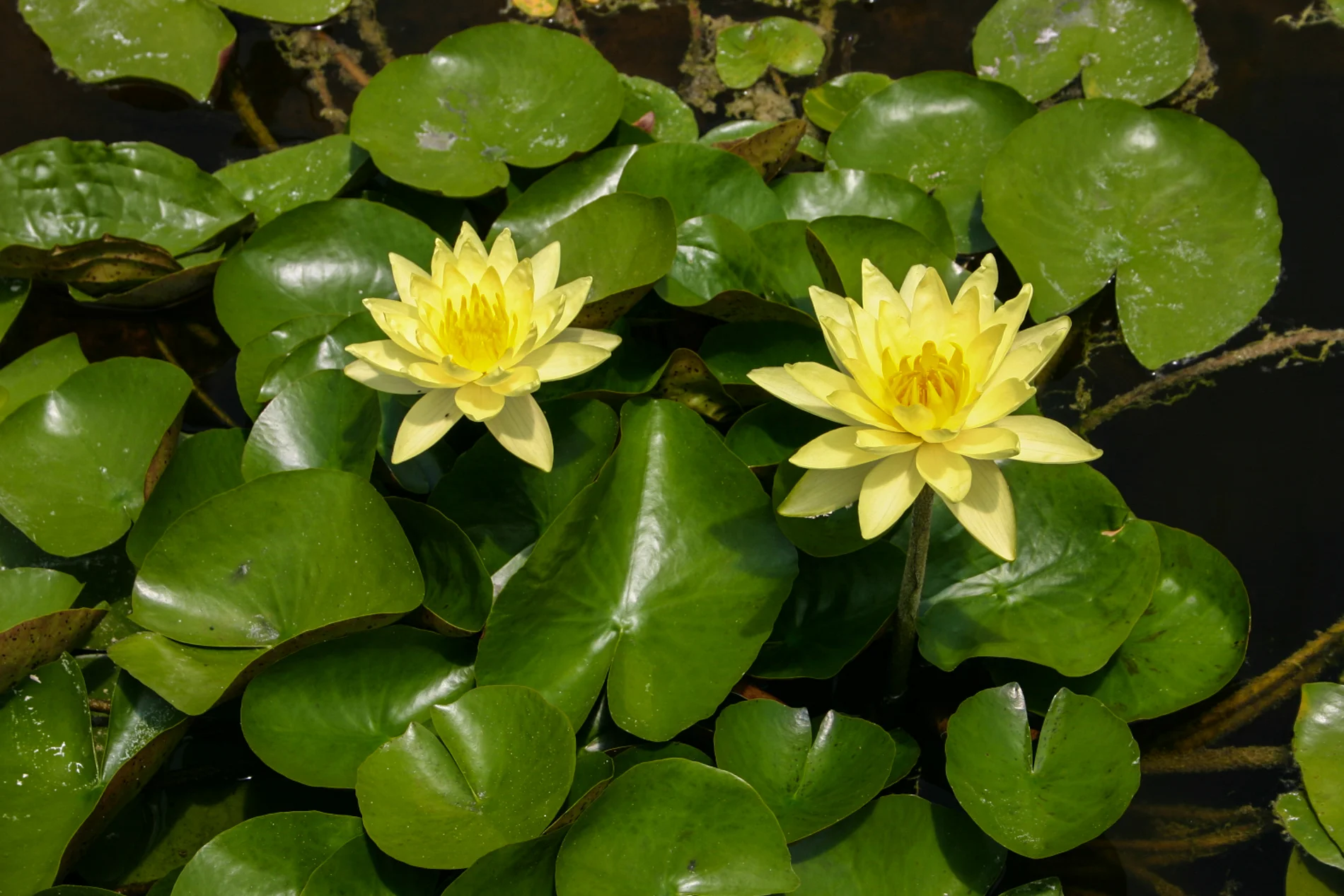 Nymphaea 'Joey Tomocik' — Florida Aquatic Nurseries