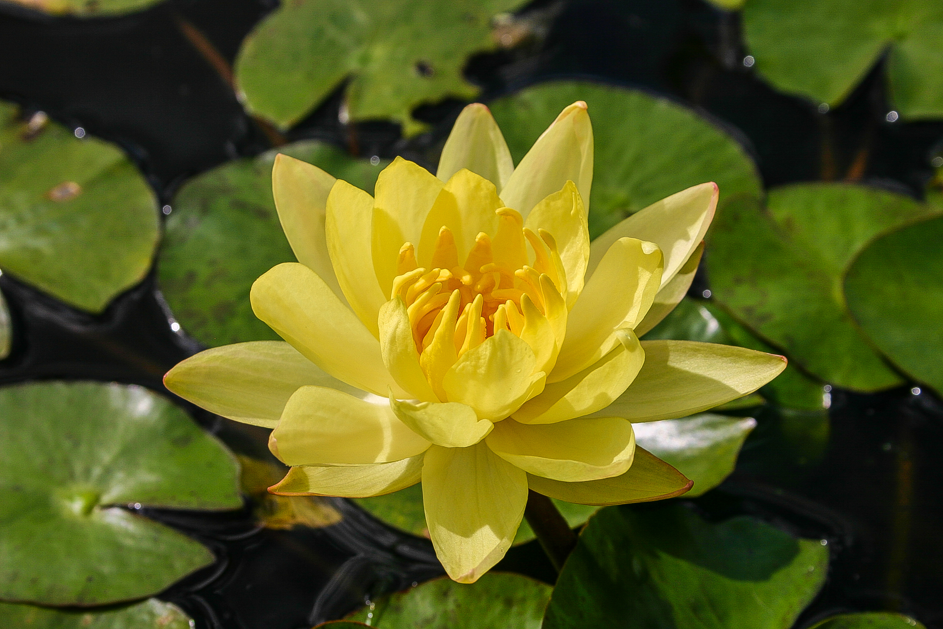 Nymphaea Mexicana — Florida Aquatic Nurseries