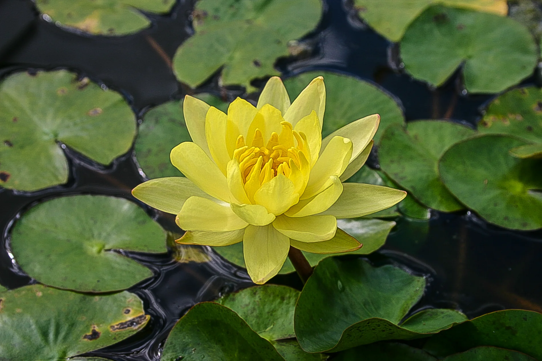 Nymphaea Mexicana — Florida Aquatic Nurseries