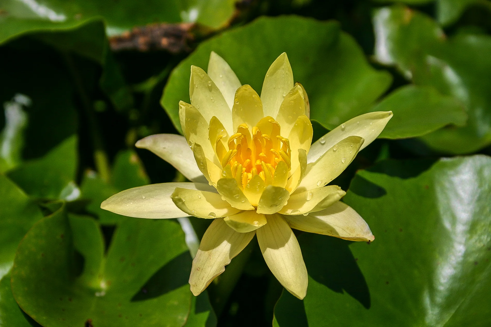 Nymphaea 'Pygmy Mexicana' — Florida Aquatic Nurseries