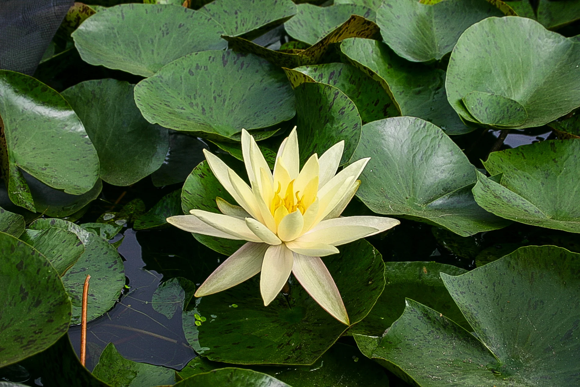 Nymphaea 'Texas Dawn' — Florida Aquatic Nurseries