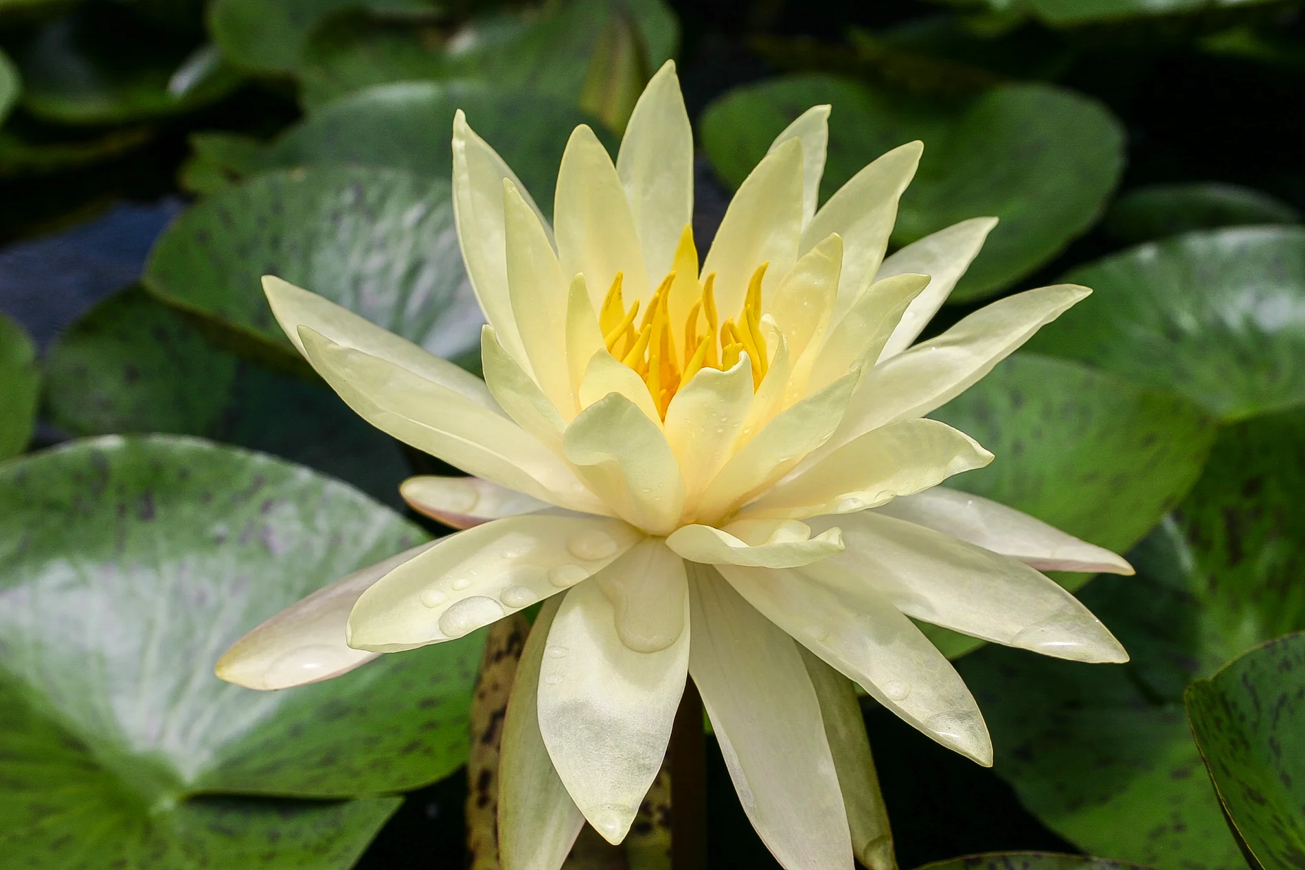 Nymphaea 'Texas Dawn' — Florida Aquatic Nurseries