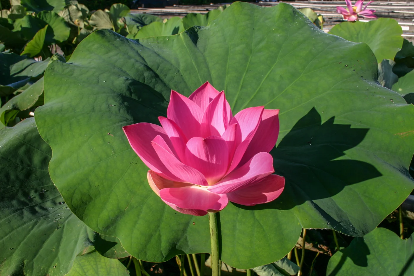 Nelumbo 'Bali Red' — Florida Aquatic Nurseries