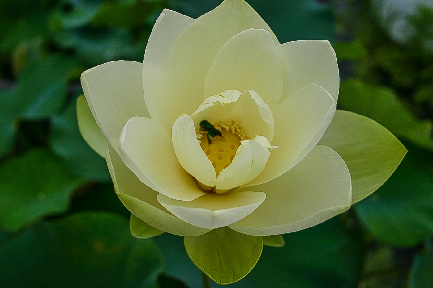 Nelumbo Lutea