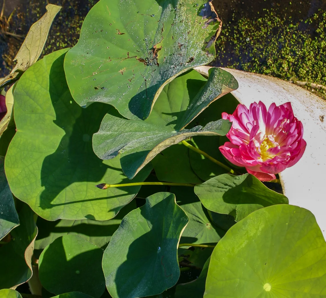 Nelumbo ‘Momo Botan’ — Florida Aquatic Nurseries