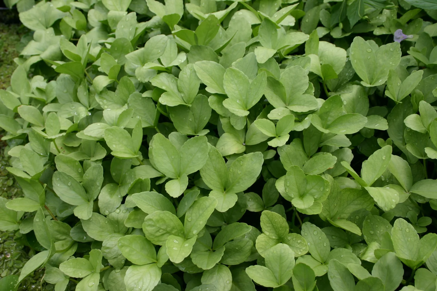 Menyanthes trifoliata — Florida Aquatic Nurseries