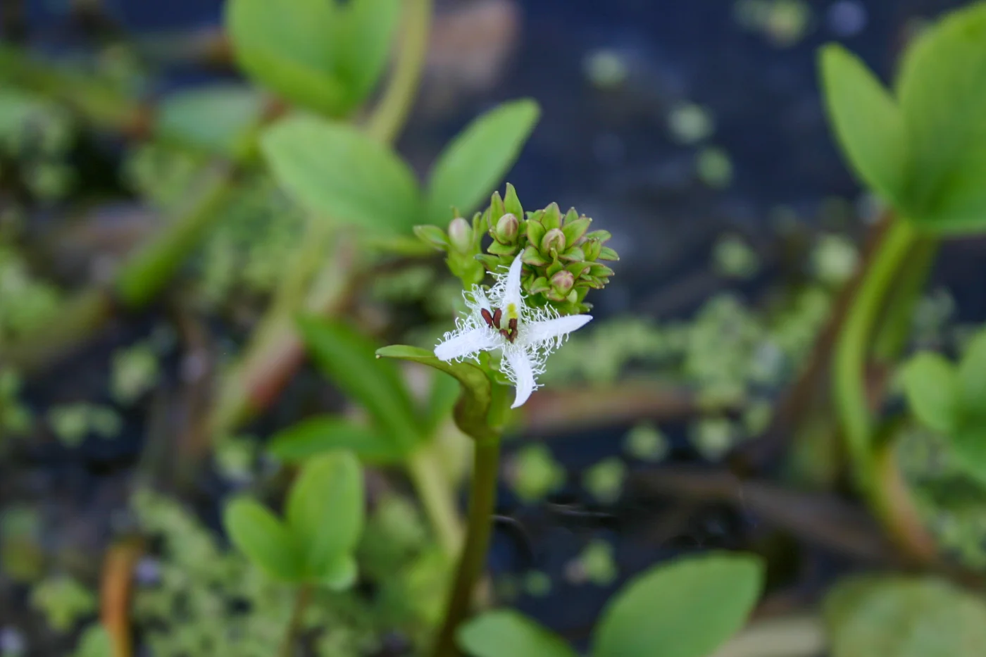 Menyanthes trifoliata — Florida Aquatic Nurseries
