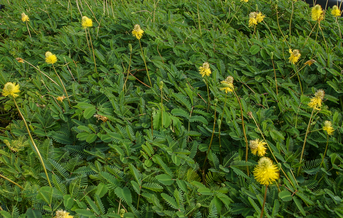Neptunia aquatica — Florida Aquatic Nurseries