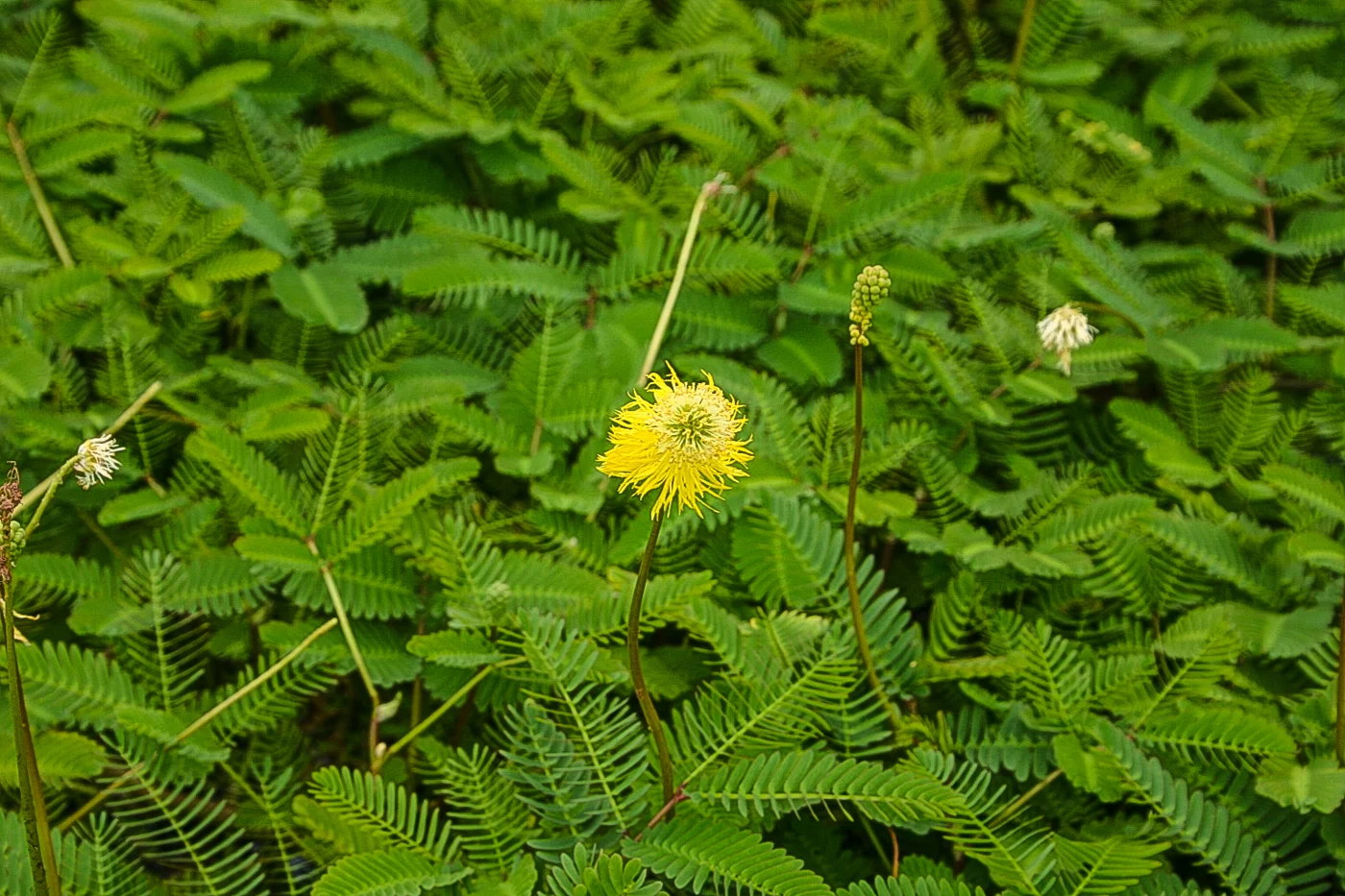 Neptunia aquatica — Florida Aquatic Nurseries