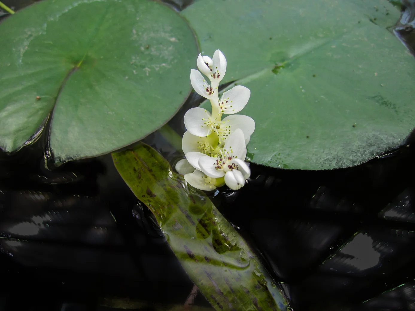 Aponogeton distachyos — Florida Aquatic Nurseries