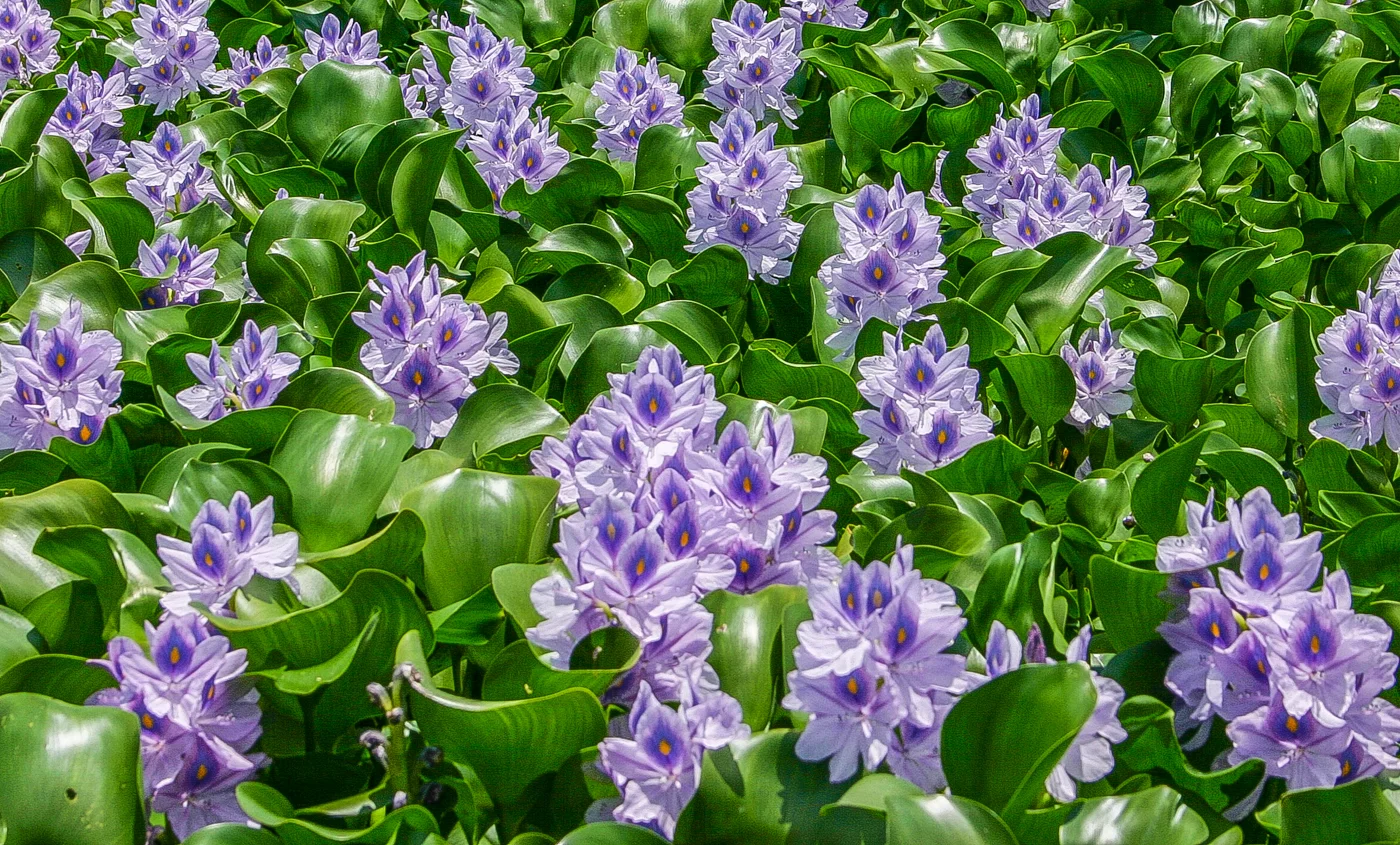 Eichhornia crassipes — Florida Aquatic Nurseries
