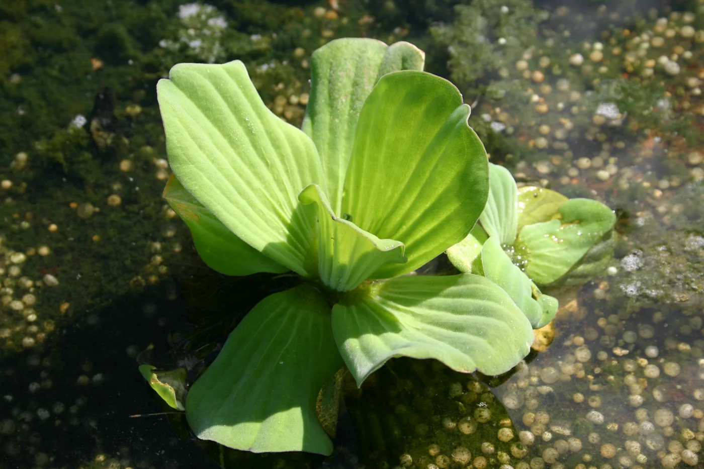 Pistia Plant