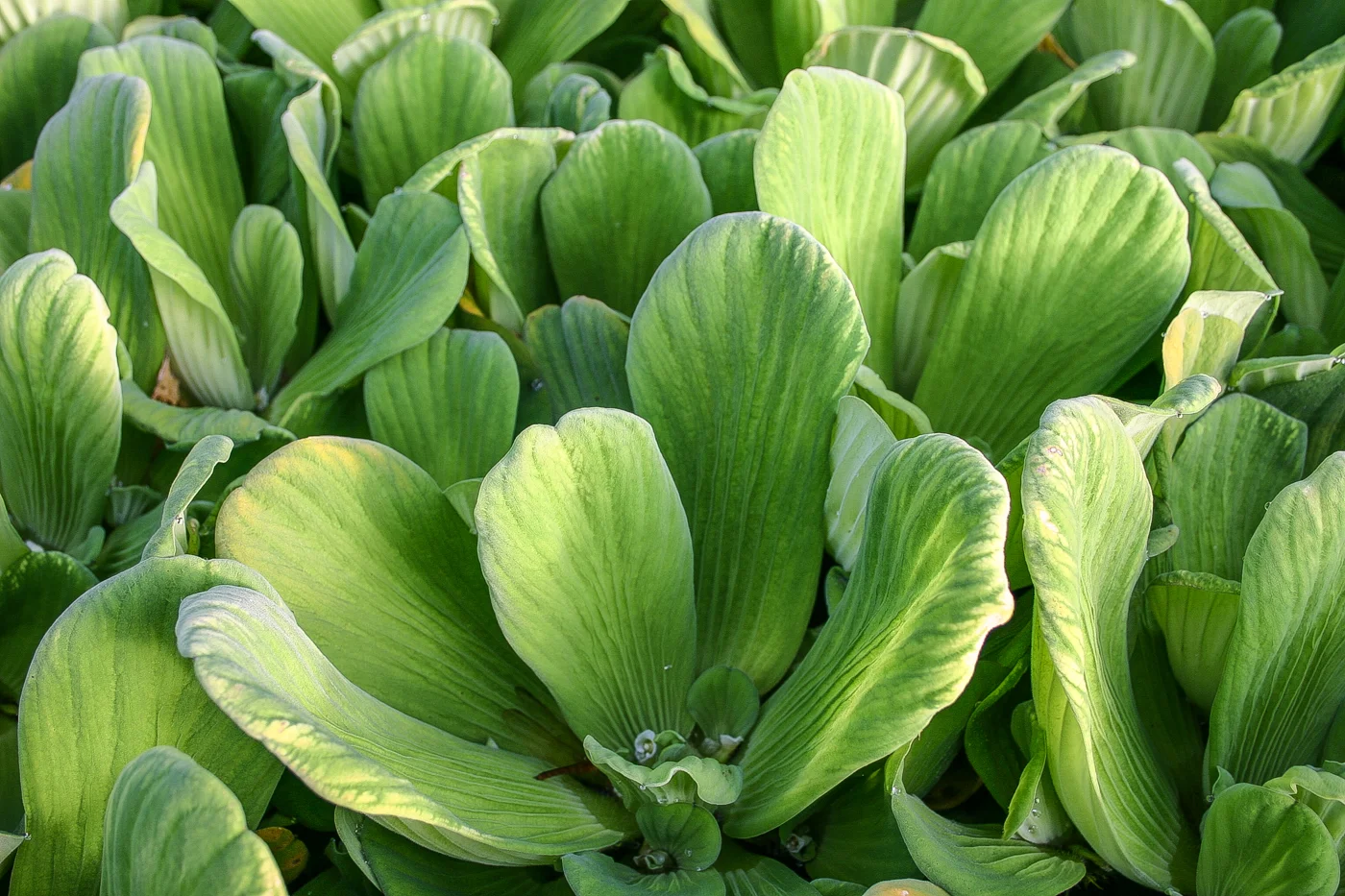 Pistia stratiotes — Florida Aquatic Nurseries