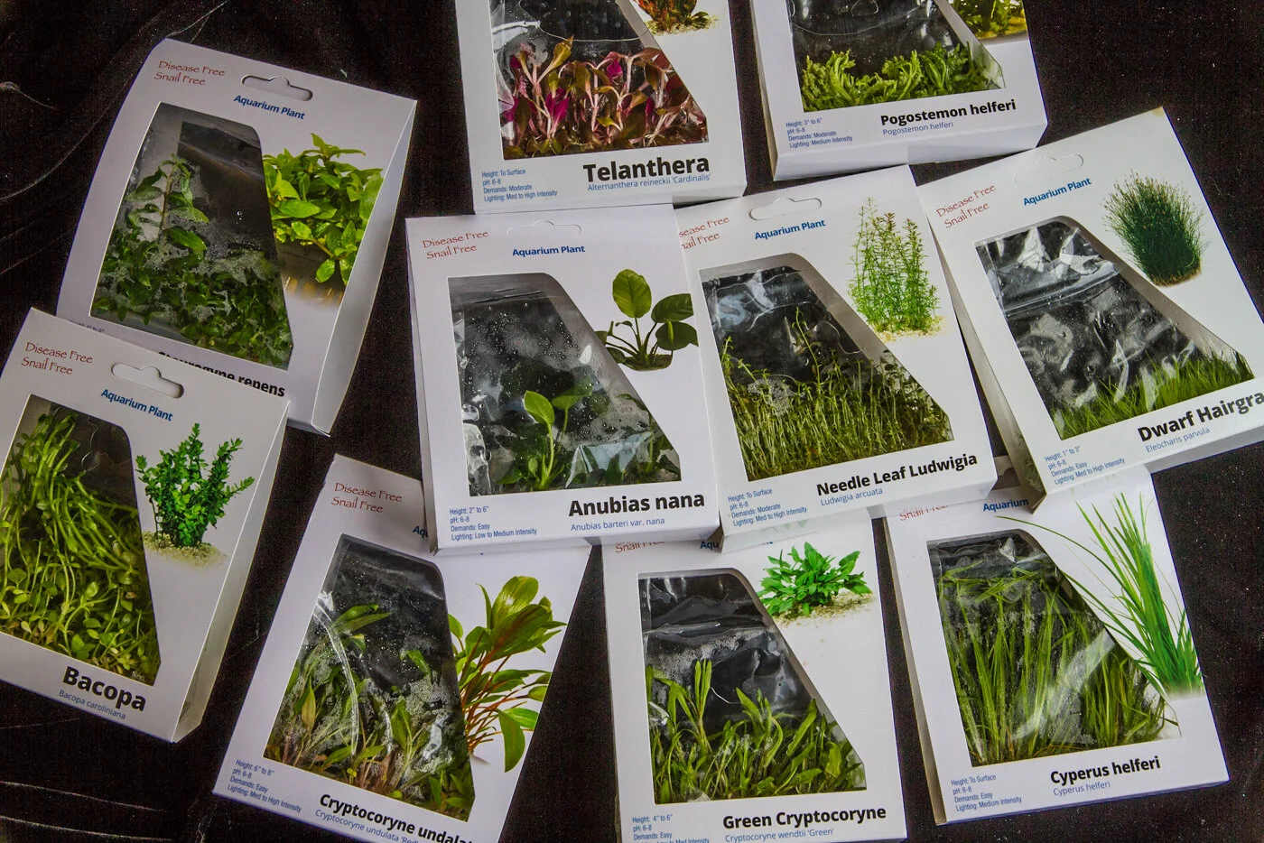 Preparing Tissue Culture Plants — Florida Aquatic Nurseries