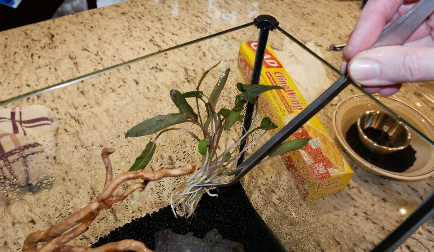 Easy Planted Betta Tank — Florida Aquatic Nurseries