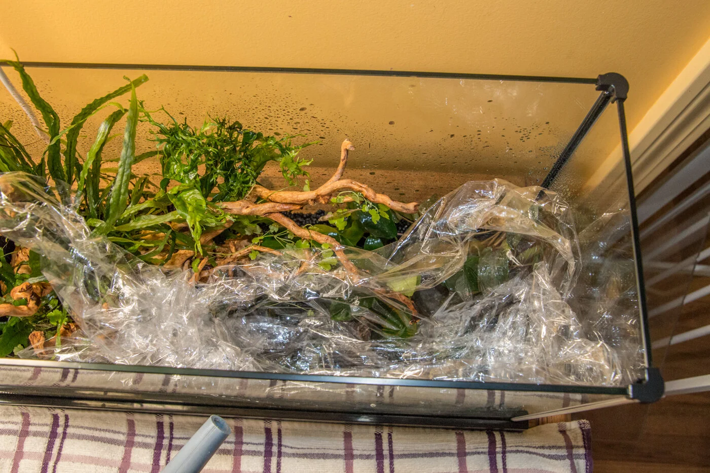 Easy Planted Betta Tank — Florida Aquatic Nurseries