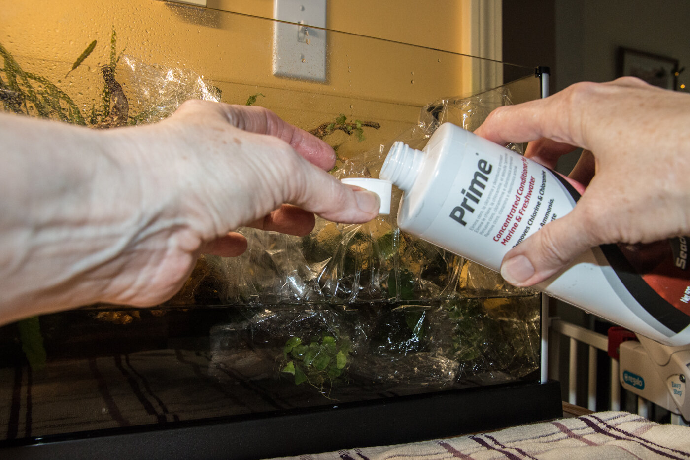 Easy Planted Betta Tank — Florida Aquatic Nurseries