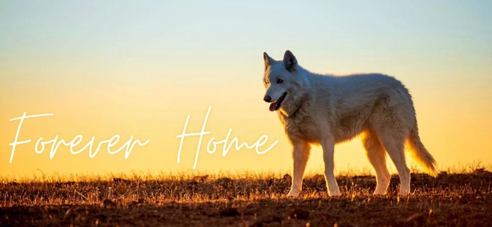 Forever Home Wolf A Thon — Apex Protection Project