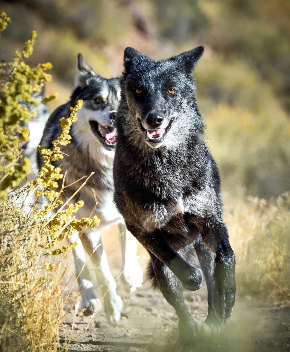 Wolf Protecting Pack