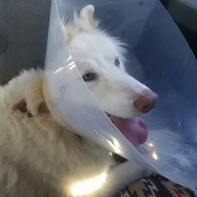 Rescue — Apex Protection Project