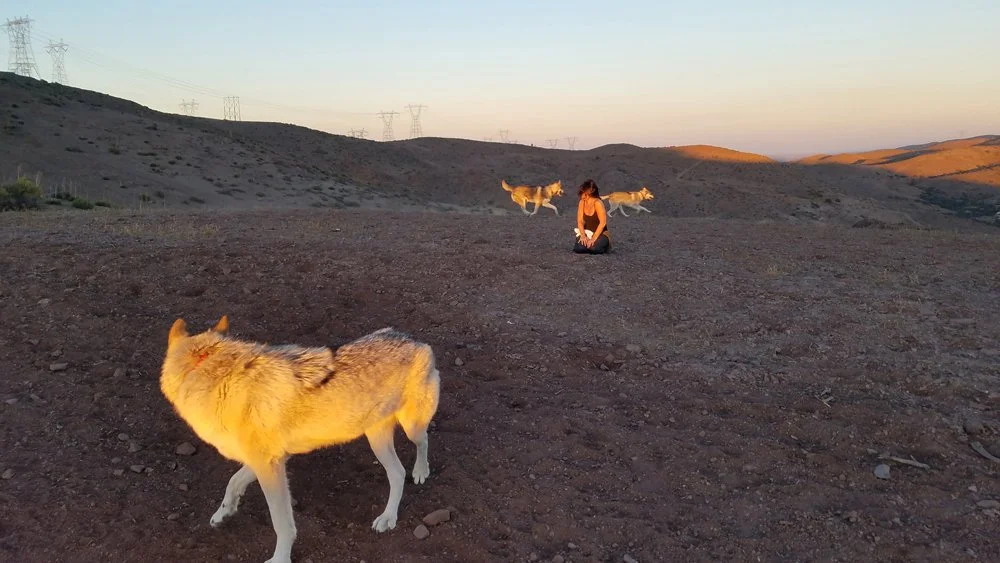 Meet the Pack — Apex Protection Project
