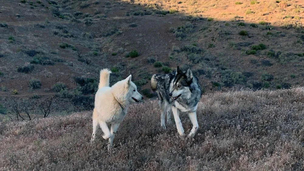 Meet the Pack — Apex Protection Project