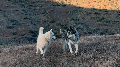 Meet the Pack — Apex Protection Project