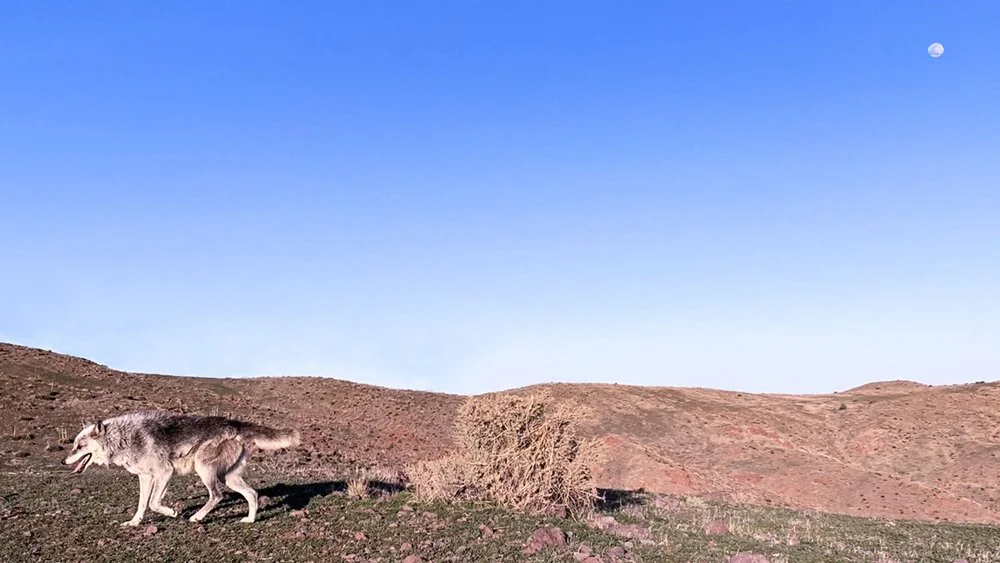 Meet the Pack — Apex Protection Project