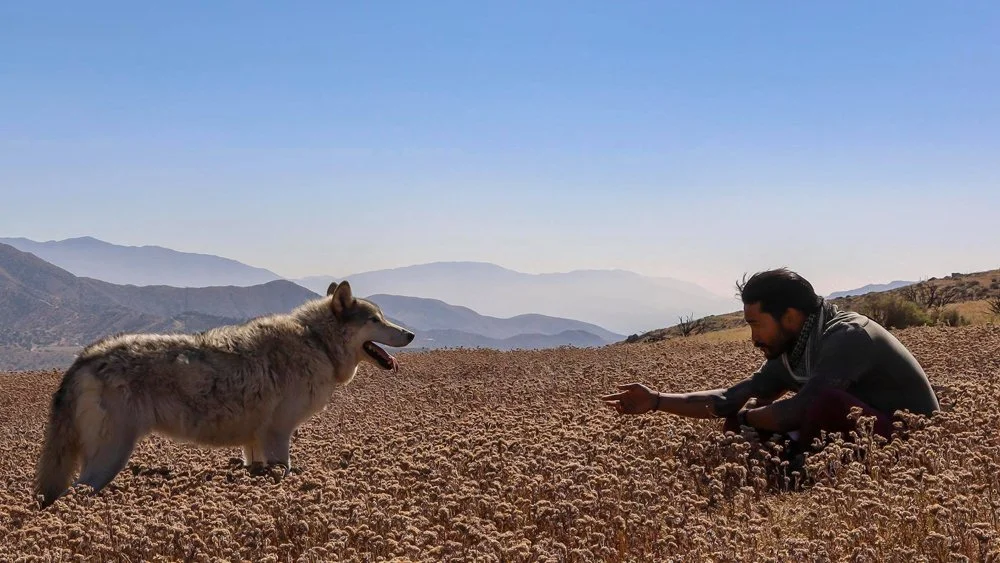 Meet the Pack — Apex Protection Project
