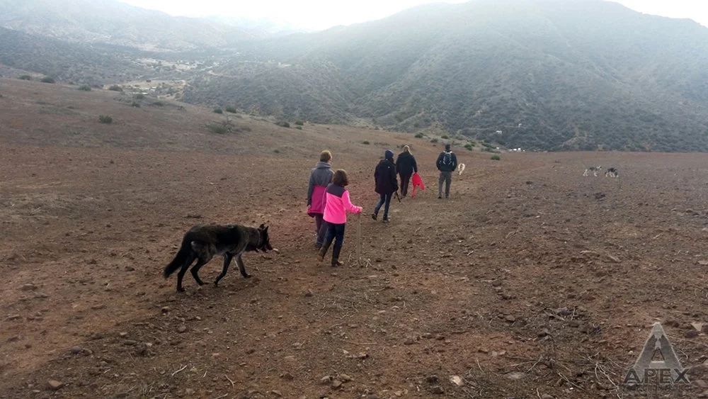 Meet the Pack — Apex Protection Project