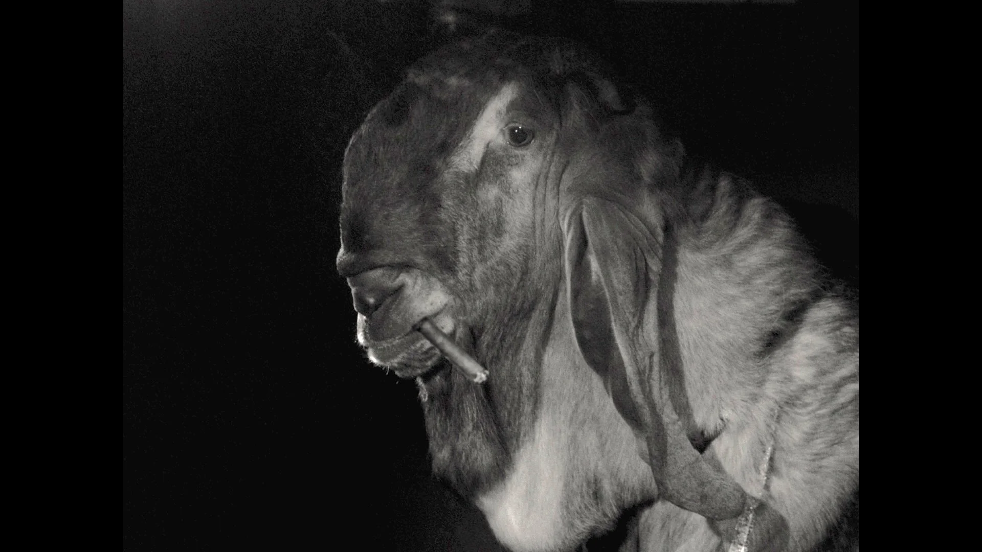 Bleat! — Epicmedia