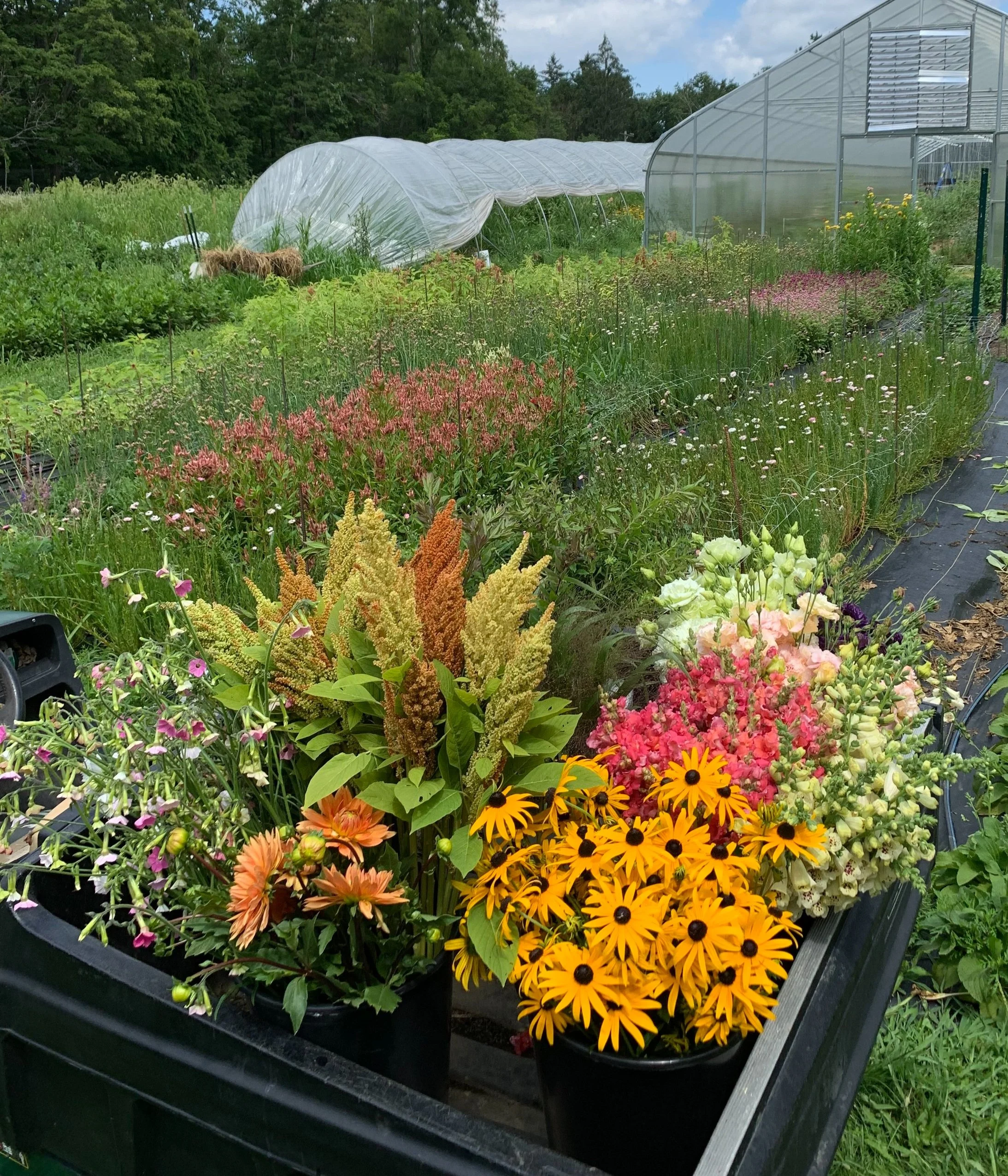 Flowers — Off Center Farm