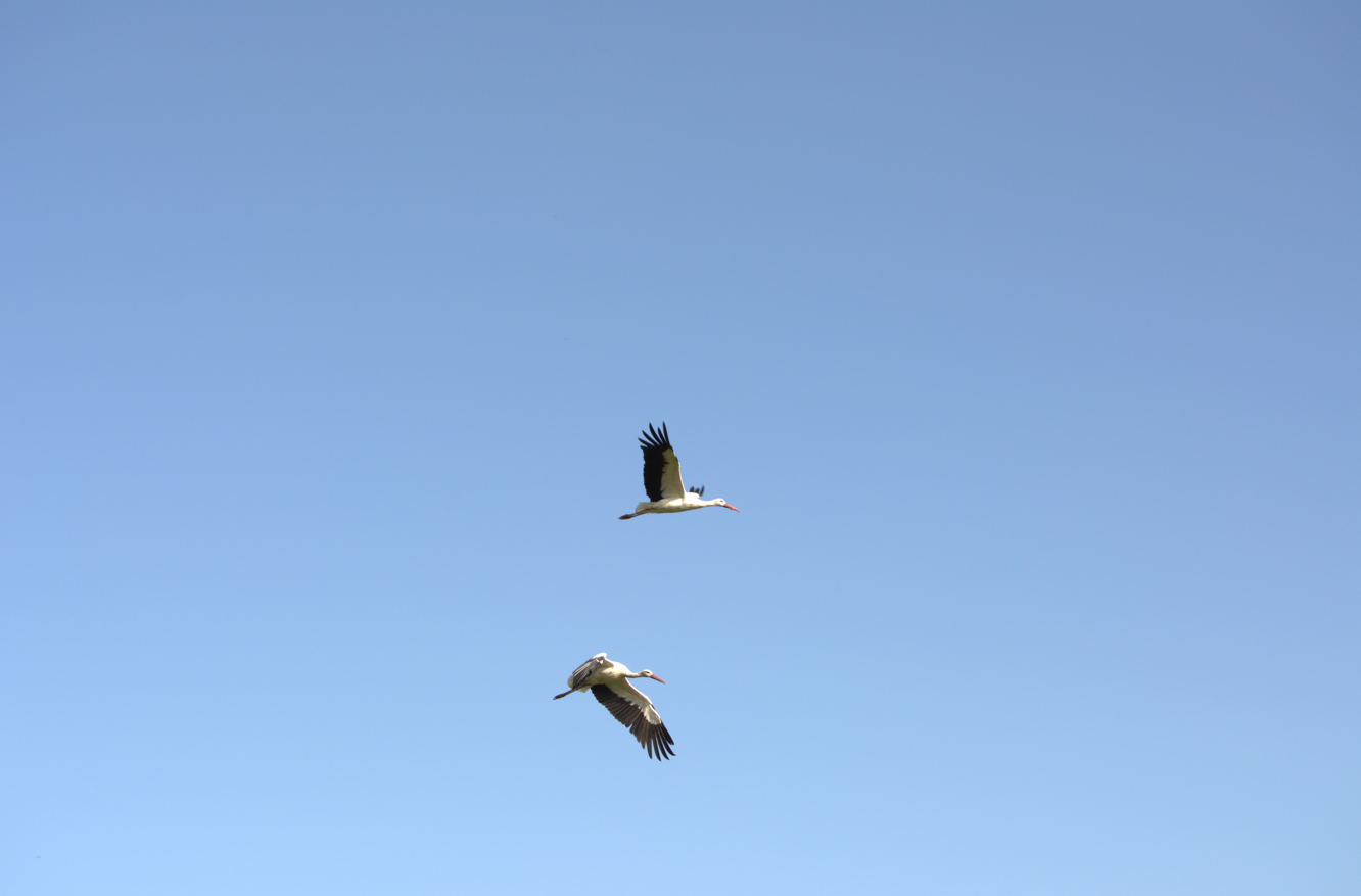 Migration Map — White Stork Project