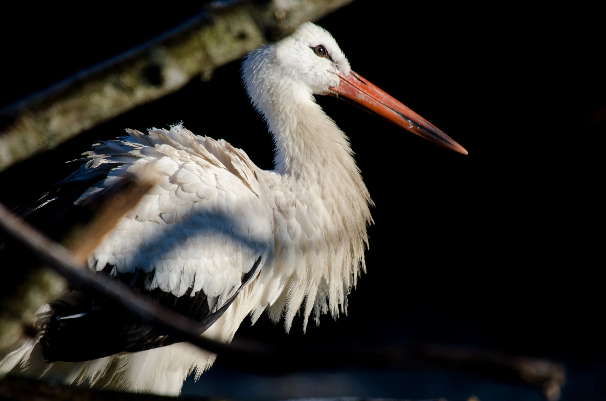 Gallery — White Stork Project