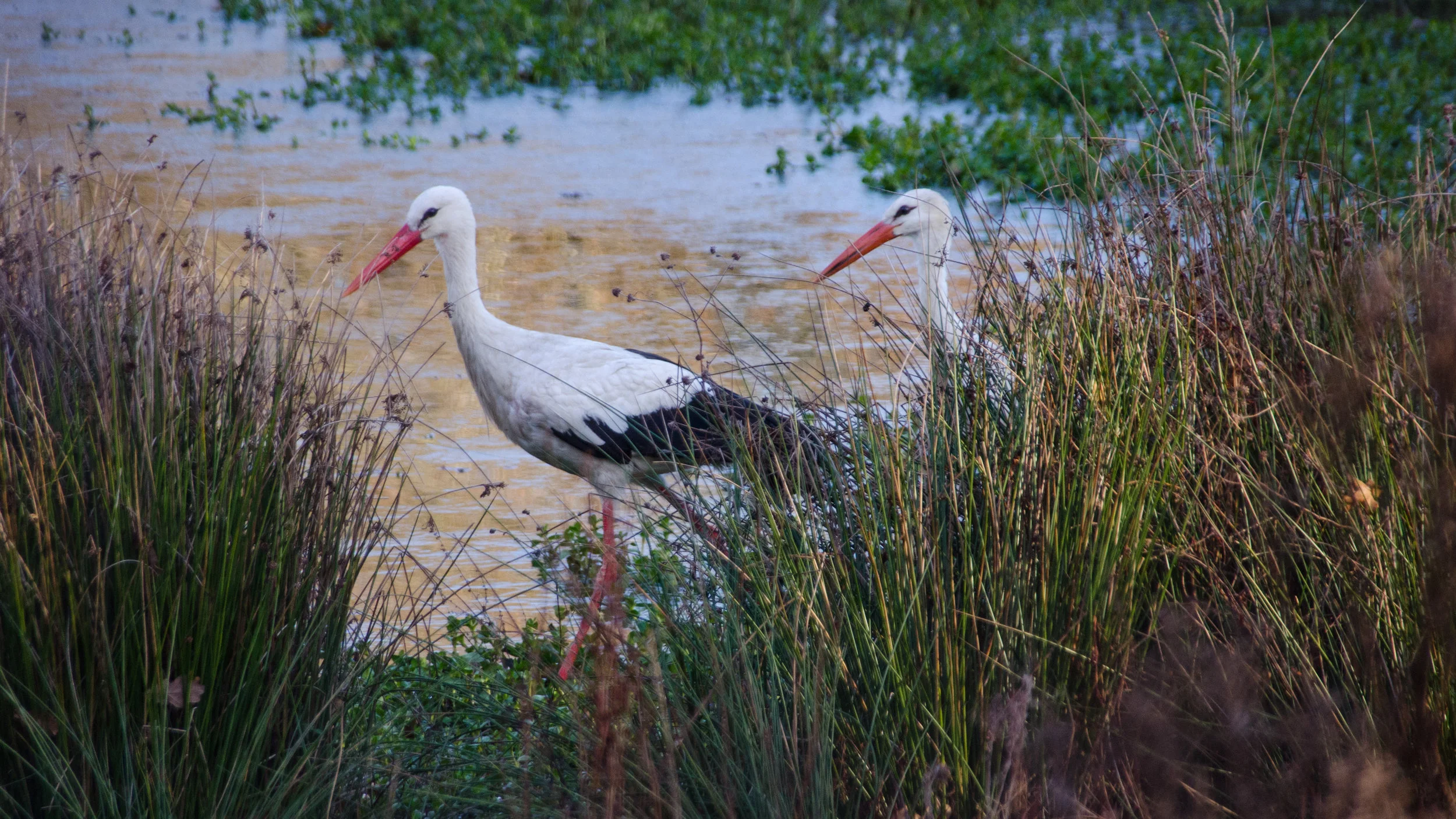 Gallery — White Stork Project