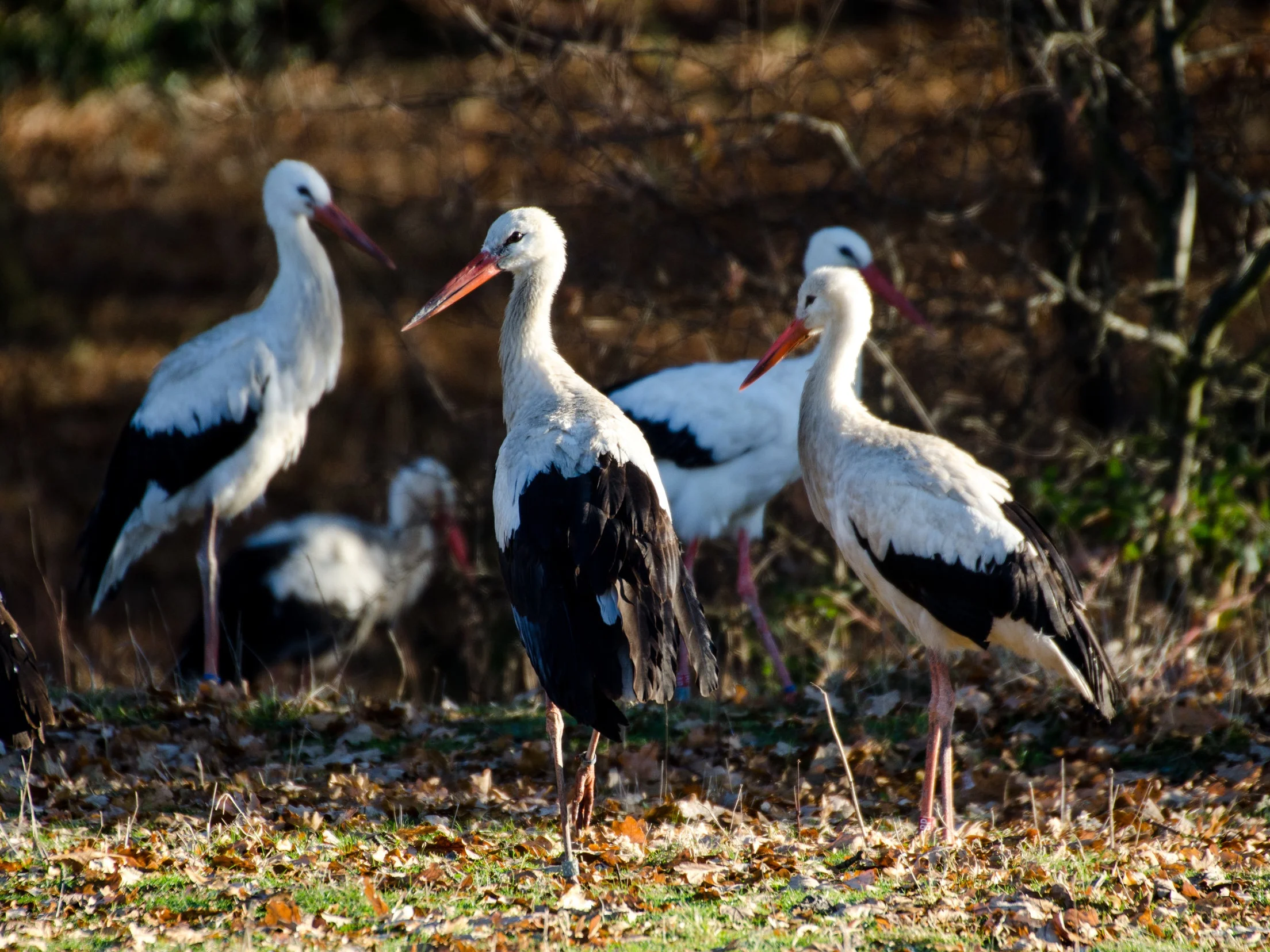 Gallery — White Stork Project