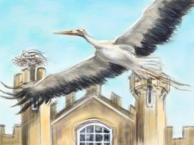 Gallery — White Stork Project