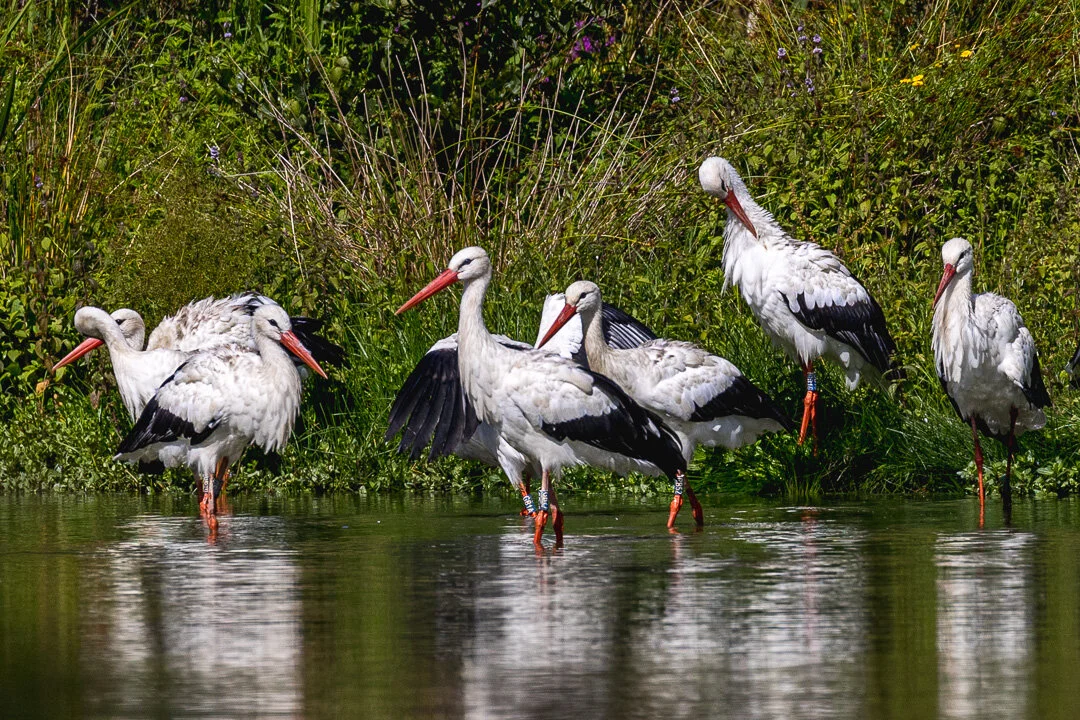 Report a sighting — White Stork Project